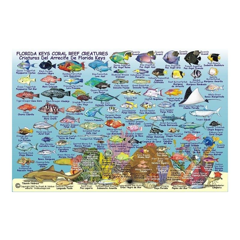 Florida Keys Reef Creatures 6"x9" Fish ID Card LAMINATED